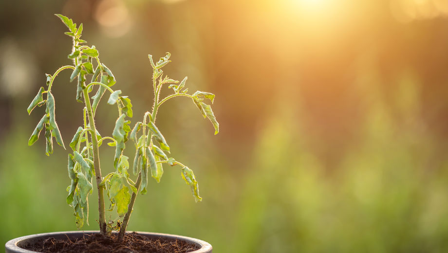 Come rigenerare una pianta secca | Deabyday
